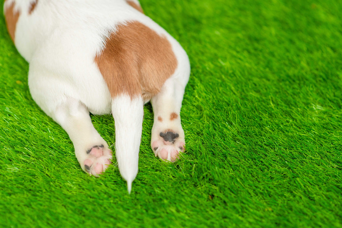 Elevating Hind End Awareness: From Hind End Targeting to ScratchPad Ma ...
